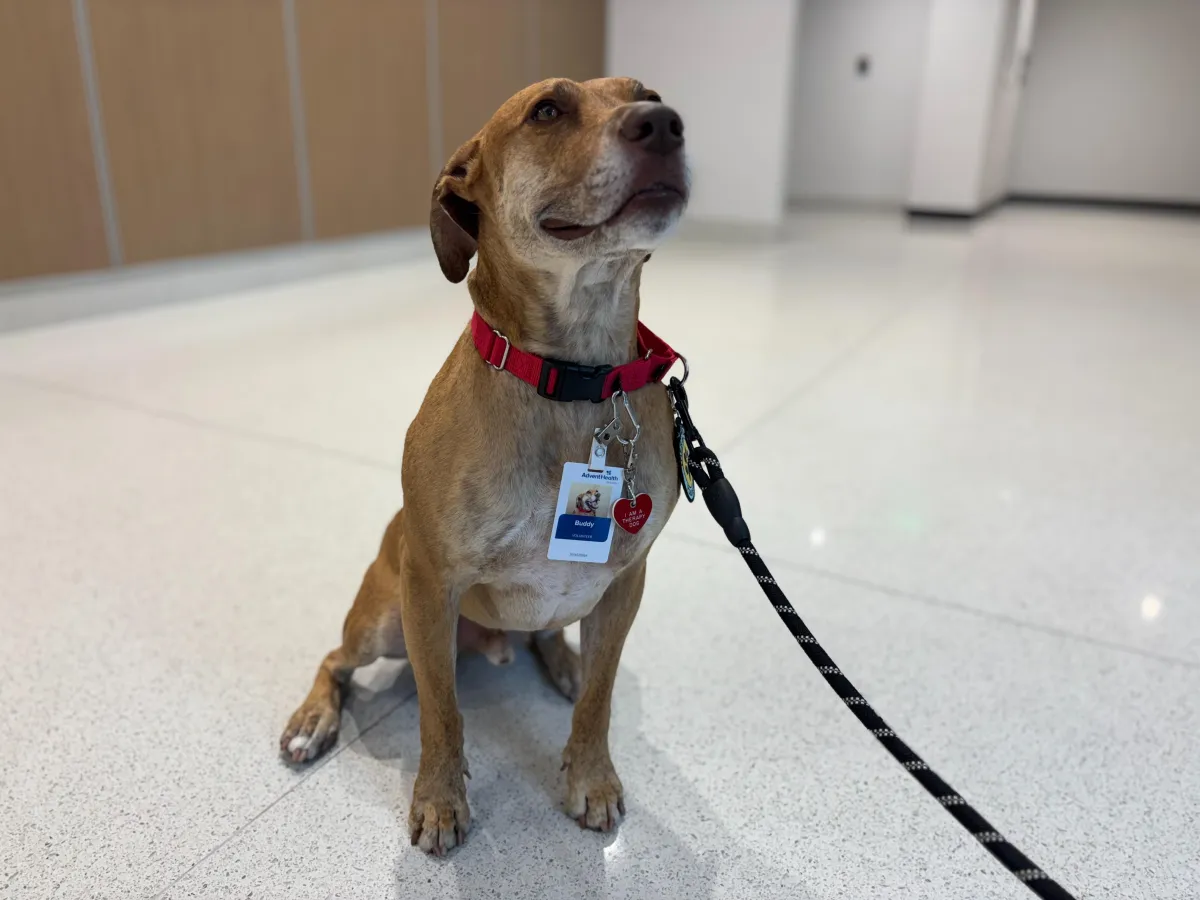 Stray Dog Finds Meaning as Support Animal at AdventHealth Facility ...